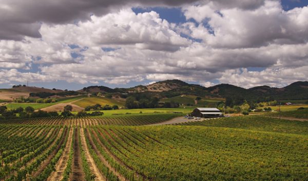 Kalifornia, Napa Valley kraina wyśmienitego kalifornijskiego wina!