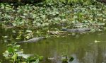 Floryda, Bagna Everglades - Warto zobaczyć będąc na Florydzie.
