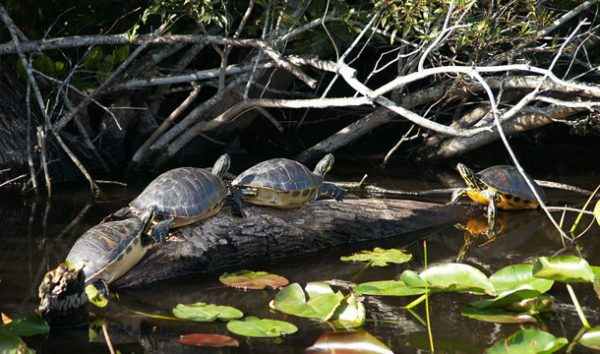 Floryda, Bagna Everglades - Warto zobaczyć będąc na Florydzie.